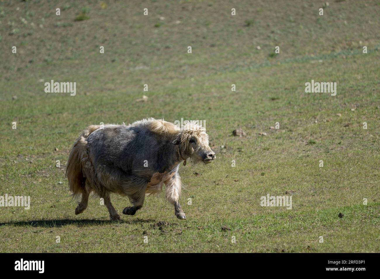A Yak in the Yolyn Am (Gurvan Saikhan National Park), a deep and narrow ...