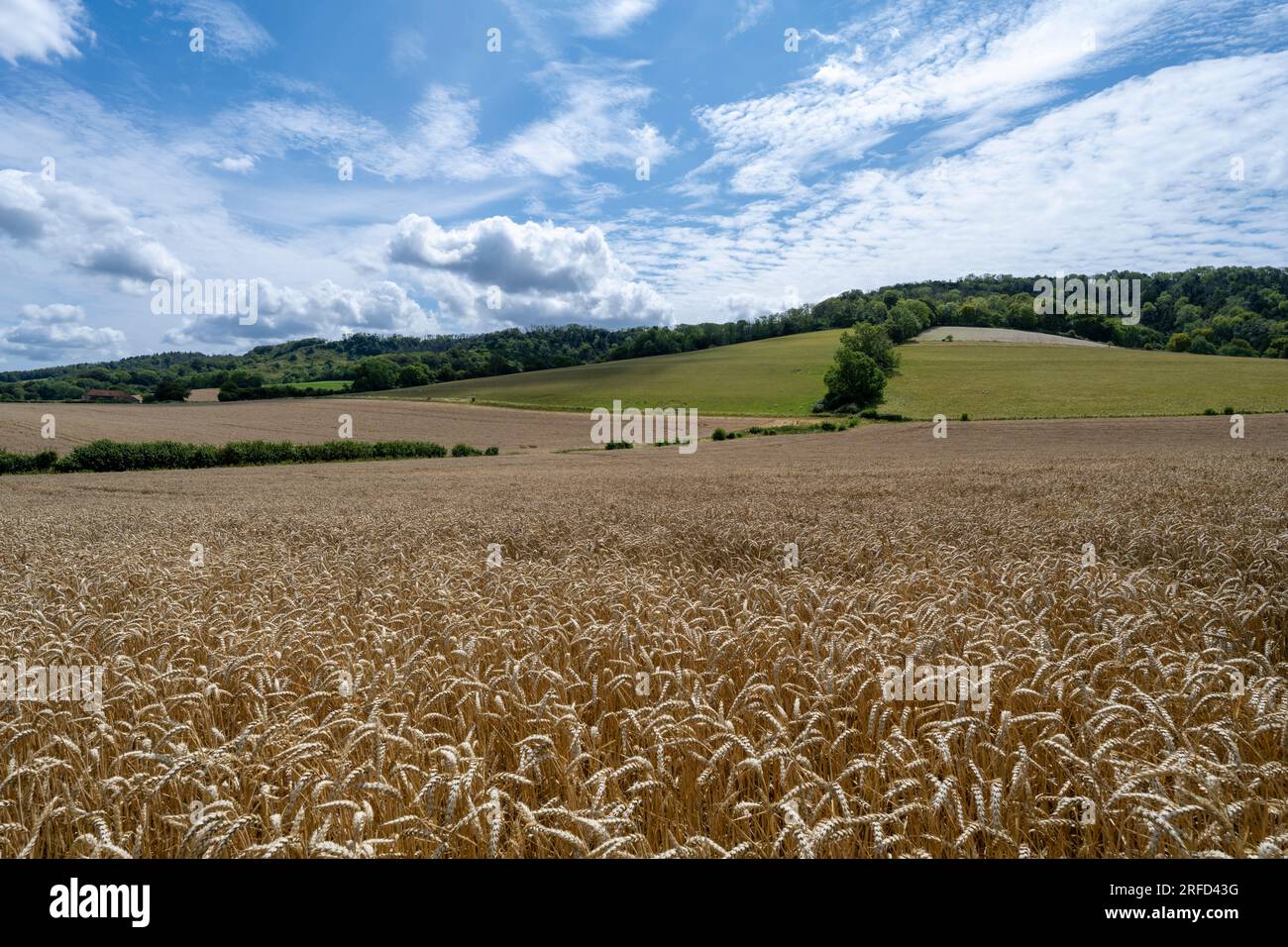 A view across a field of wheat at the base of Heyshott Down in summer ...