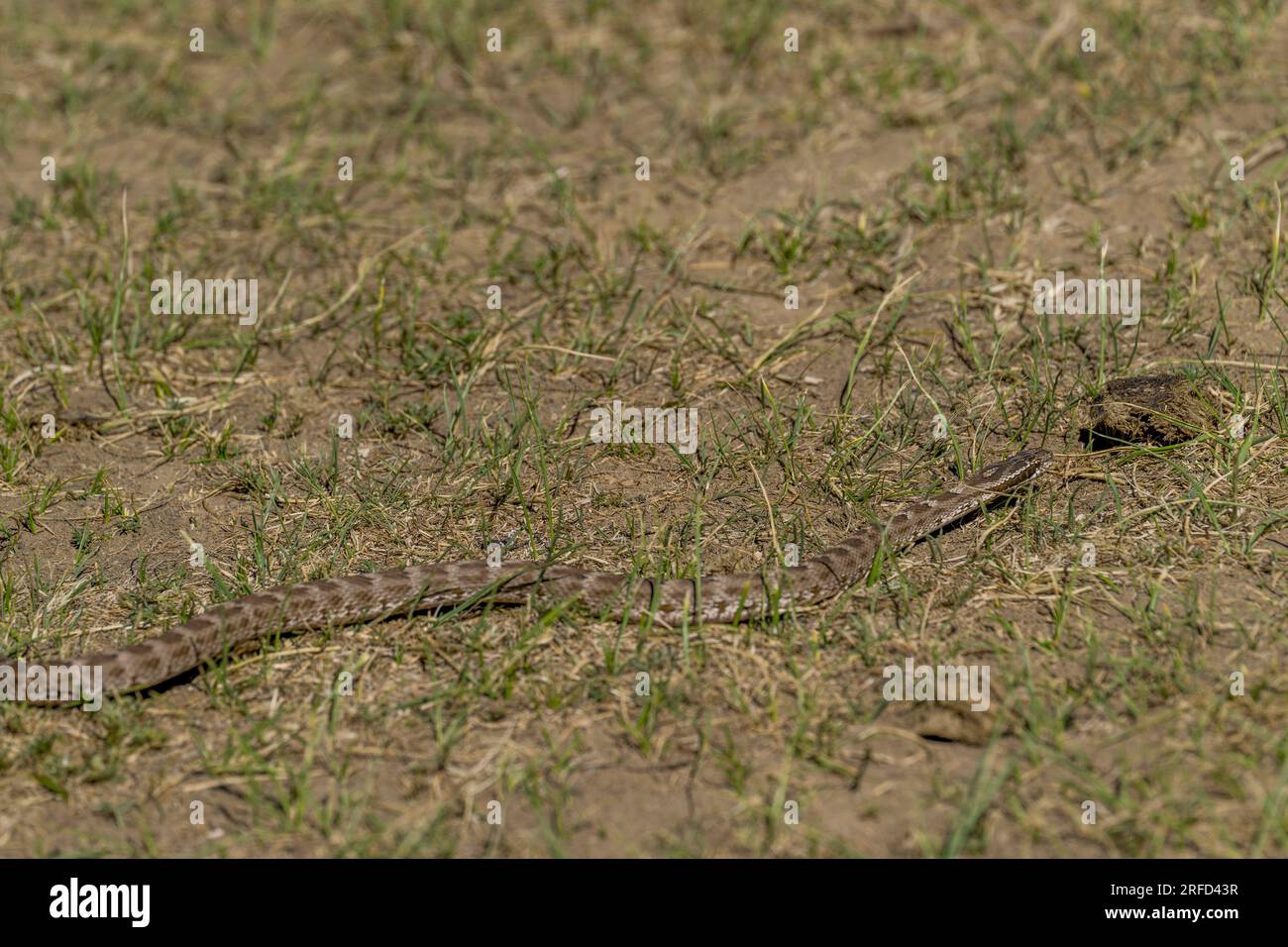 Gloydius halys or Siberian pit viper crawling through the vegetation in ...