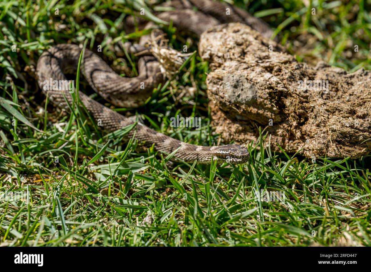 Gloydius halys or Siberian pit viper crawling through the vegetation in ...