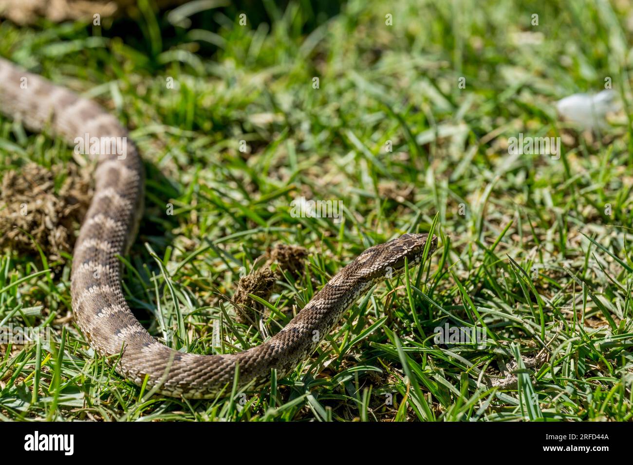 Gloydius halys or Siberian pit viper crawling through the vegetation in ...