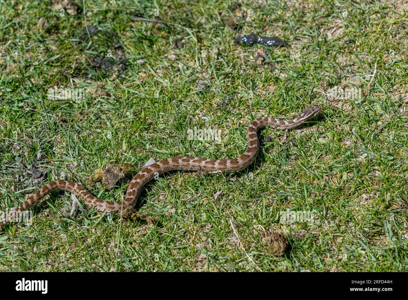 Gloydius halys or Siberian pit viper crawling through the vegetation in ...