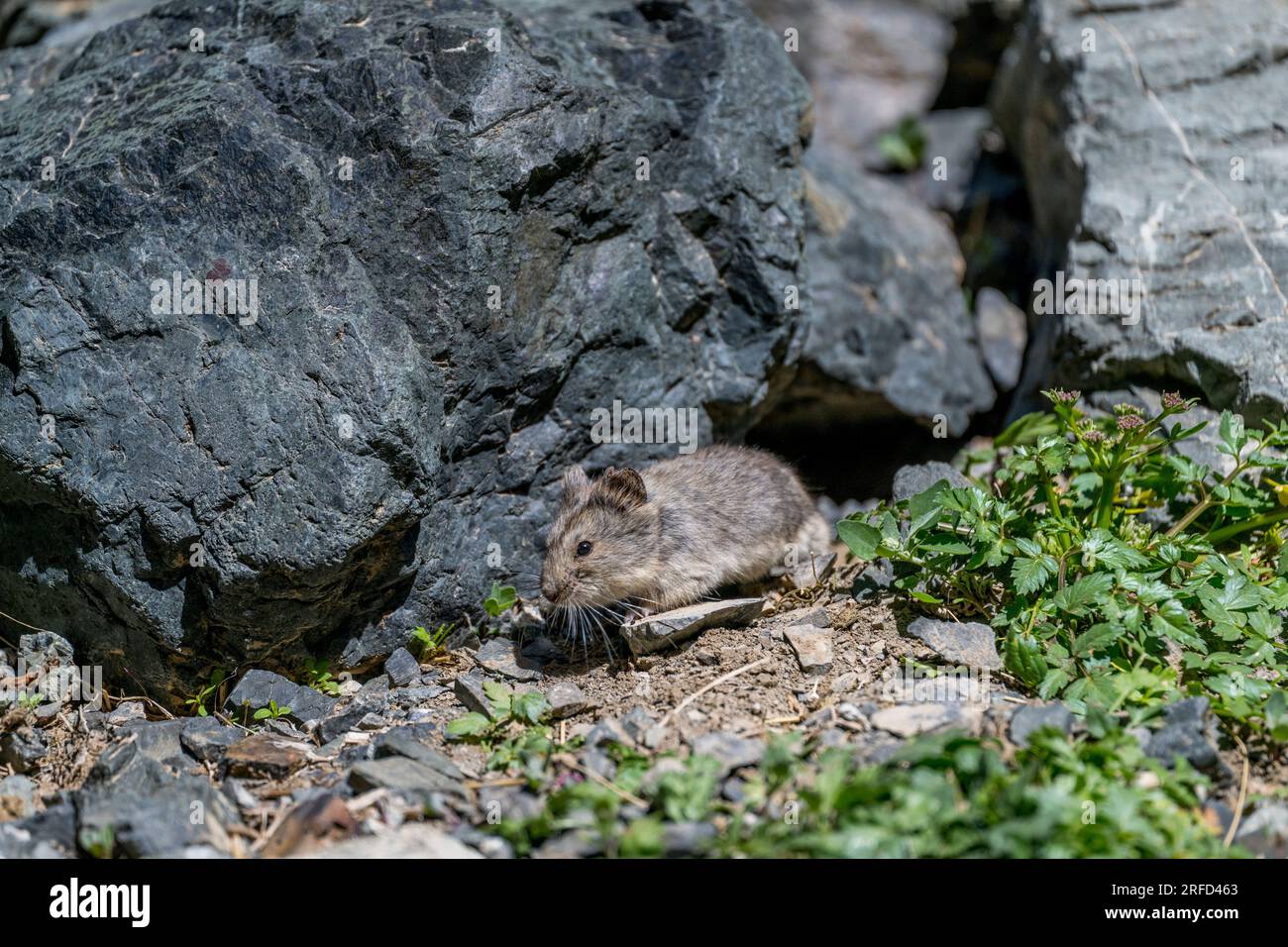 A Gobi Altai mountain vole (Alticola barakshin) in the Yolyn Am (Gurvan ...