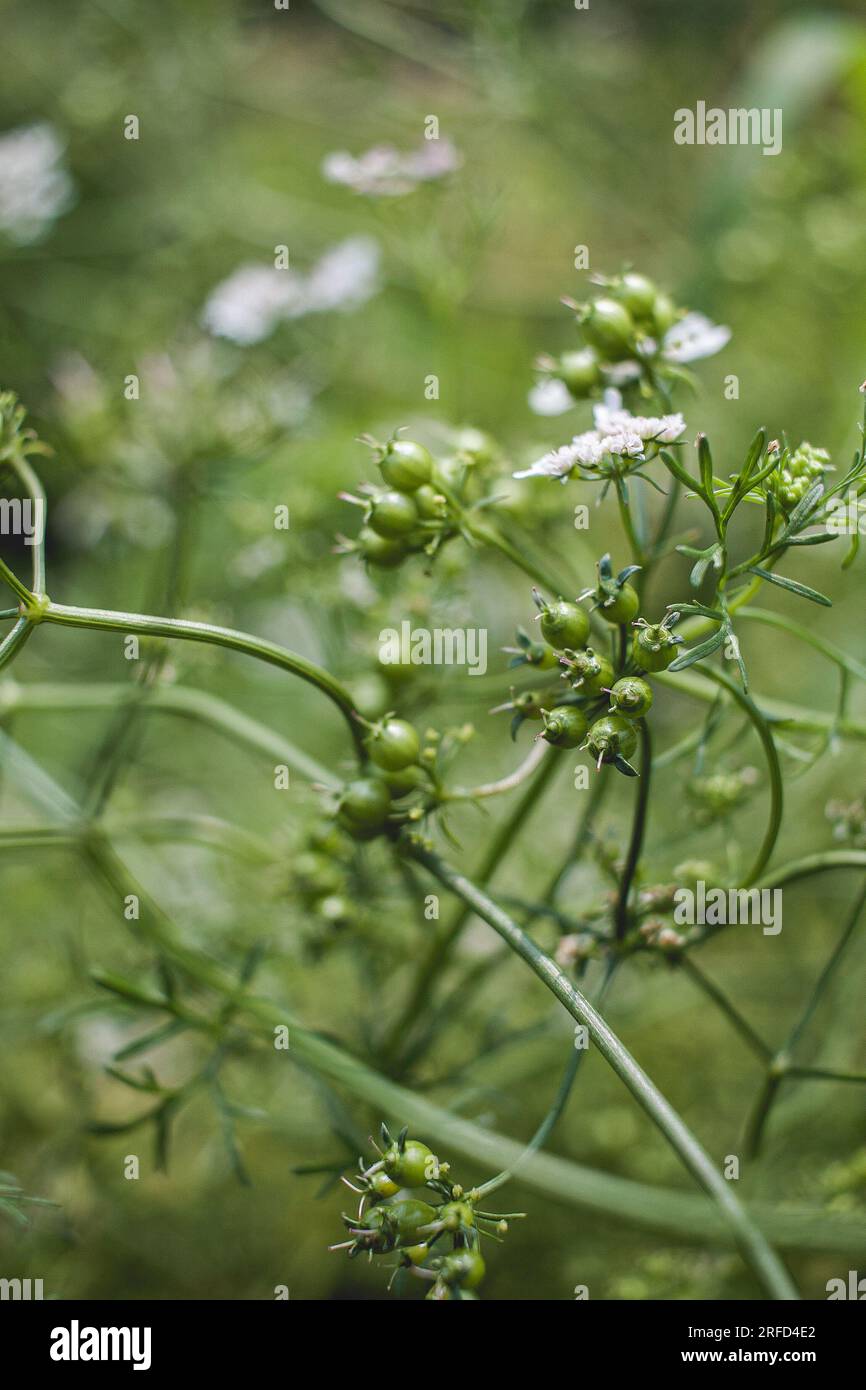 Weeds vegetable patch hi-res stock photography and images - Alamy