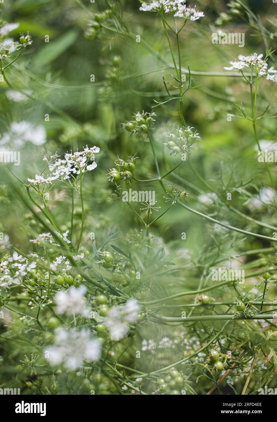 Weeds vegetable patch hi-res stock photography and images - Alamy