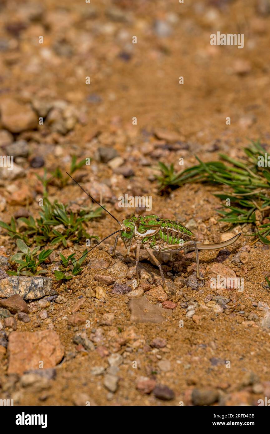 A cricket on the ground near Dalanzadgad in the Gobi Desert in southern ...