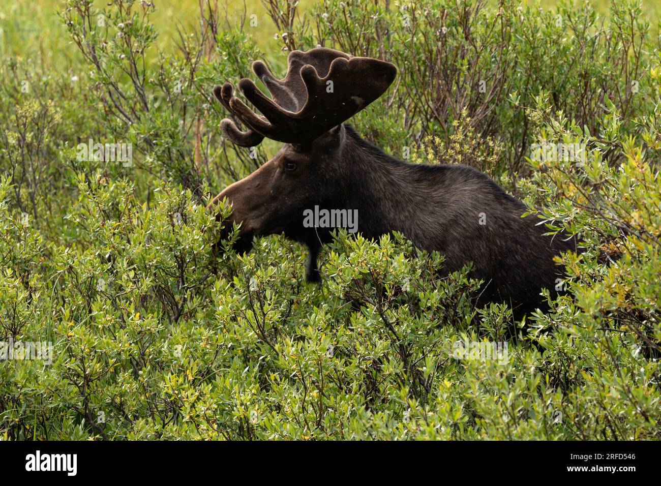 Moose with antlers hi-res stock photography and images - Alamy