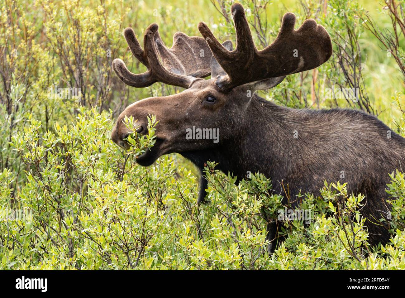 Bull moose with antlers in velvet munching on willows Stock Photo - Alamy