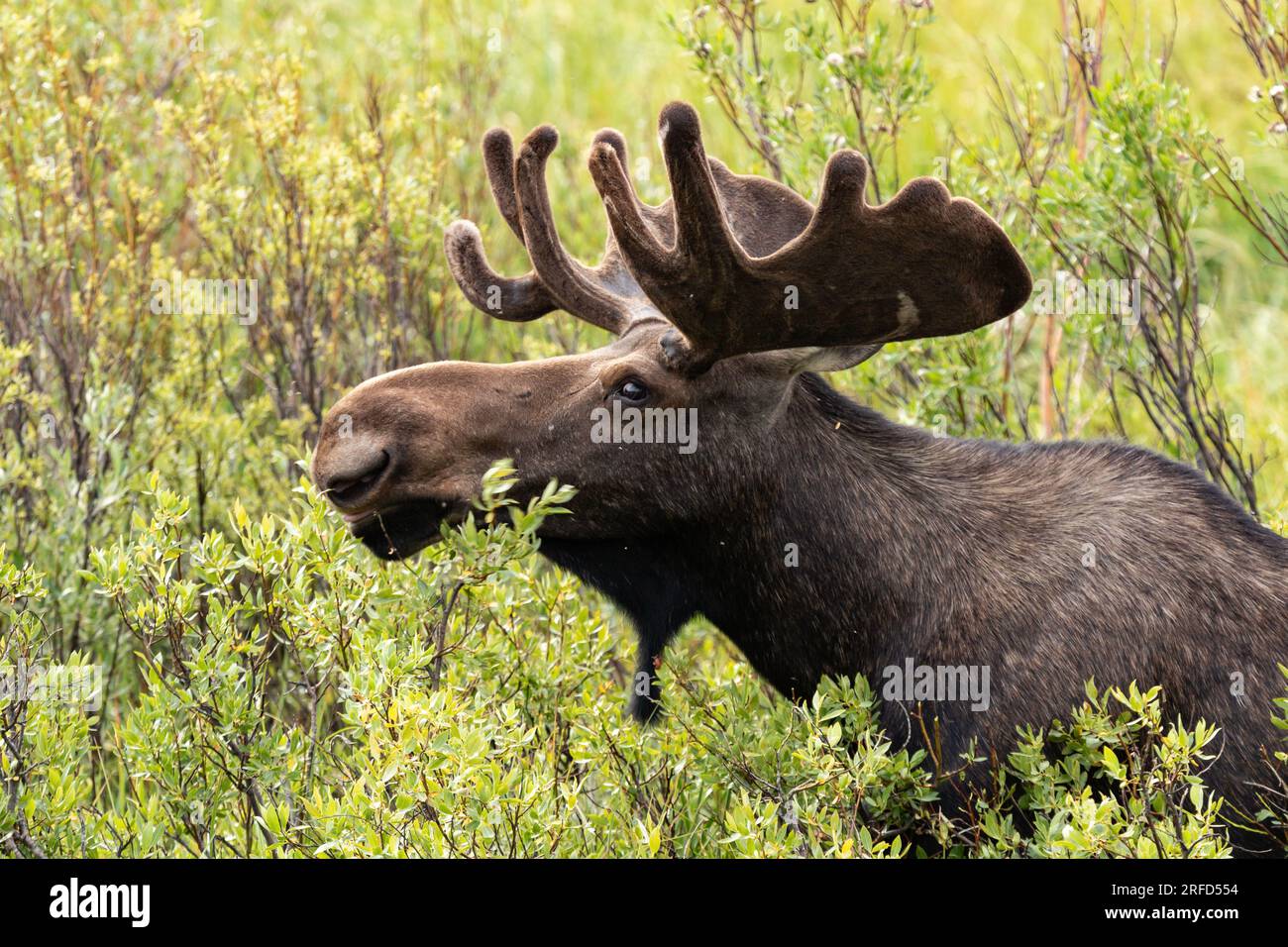 Bull moose with antlers in velvet browsing on willows Stock Photo - Alamy