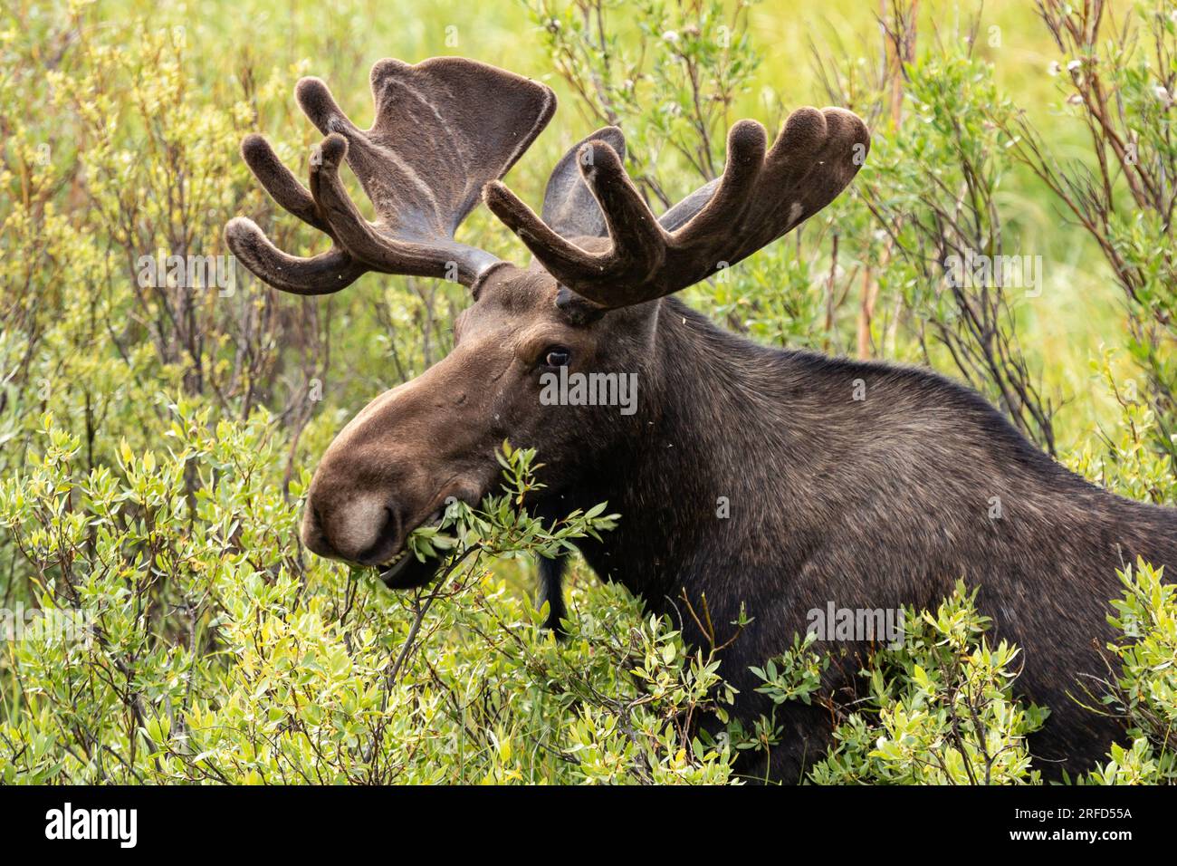 Bull moose with antlers in velvet browsing on willows and watching the ...