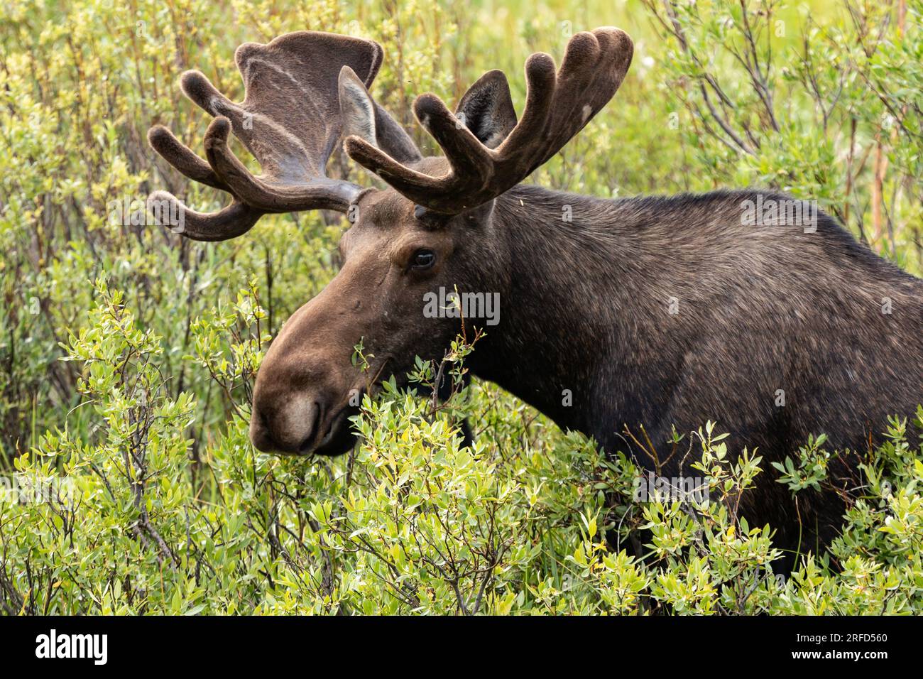 Bull moose with antlers hi-res stock photography and images - Alamy