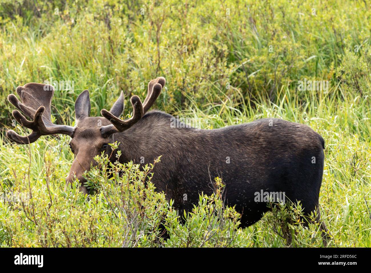 Bull moose with antlers in velvet browsing in a willow thicket. Moose ...