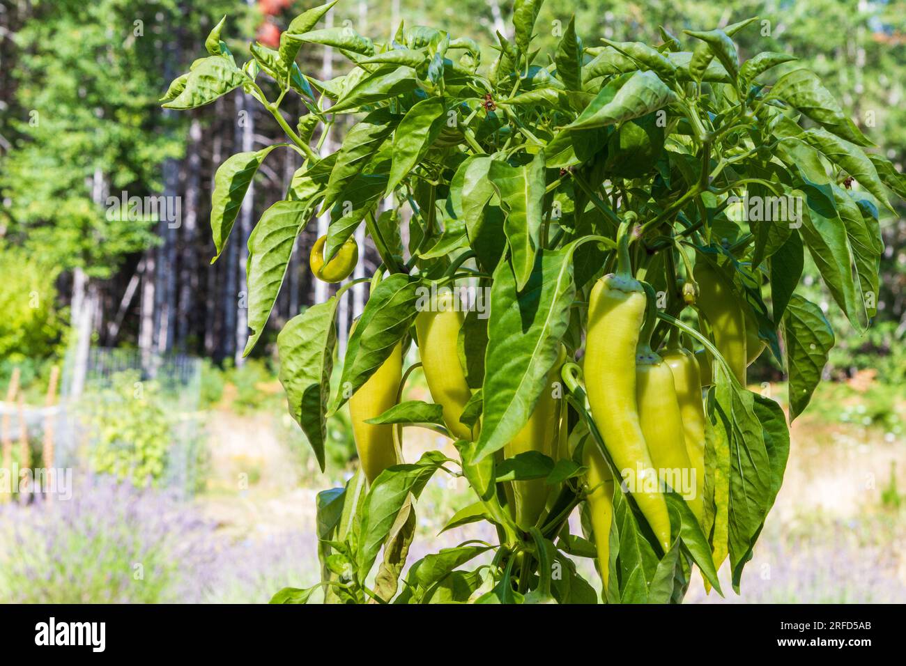 Capsicum annuum plant hi-res stock photography and images - Alamy