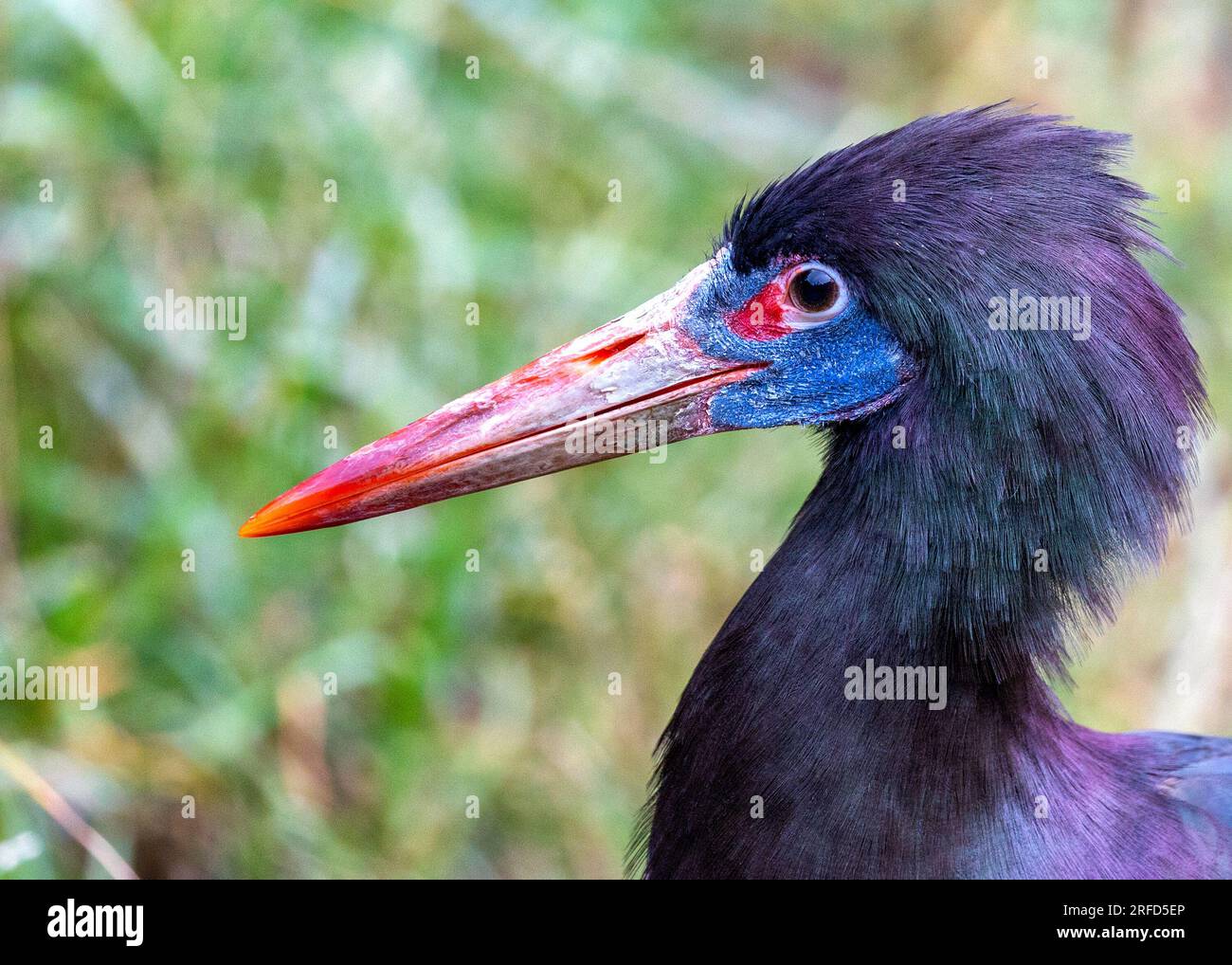 Abdim's Stork, Ciconia abdimii, a migratory bird found in the ...