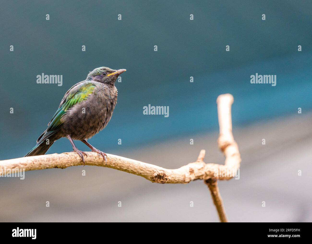 Meet the stunning Emerald Starling, Lamprotornis iris, native to the ...