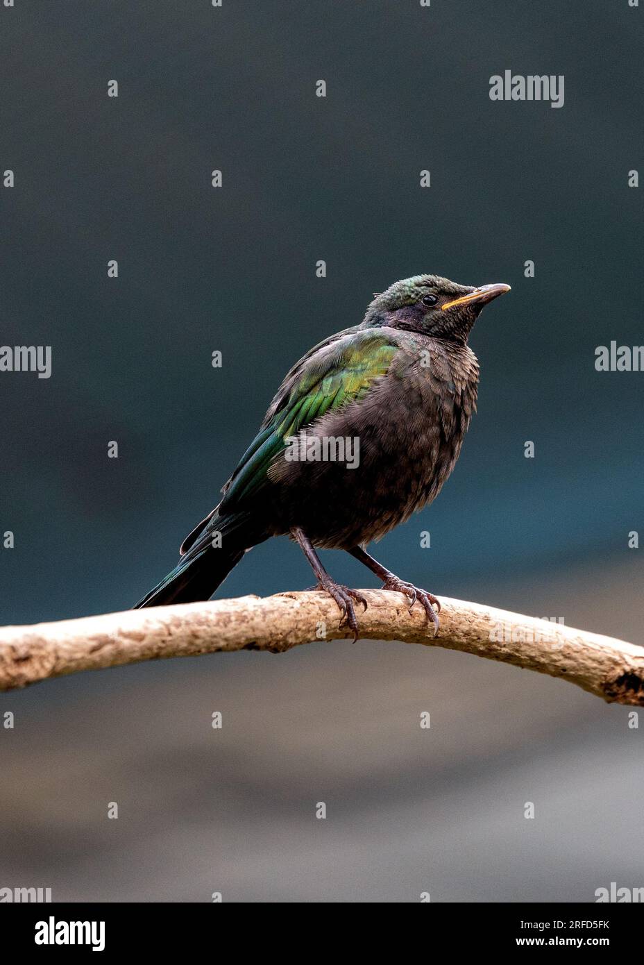 Meet the stunning Emerald Starling, Lamprotornis iris, native to the ...