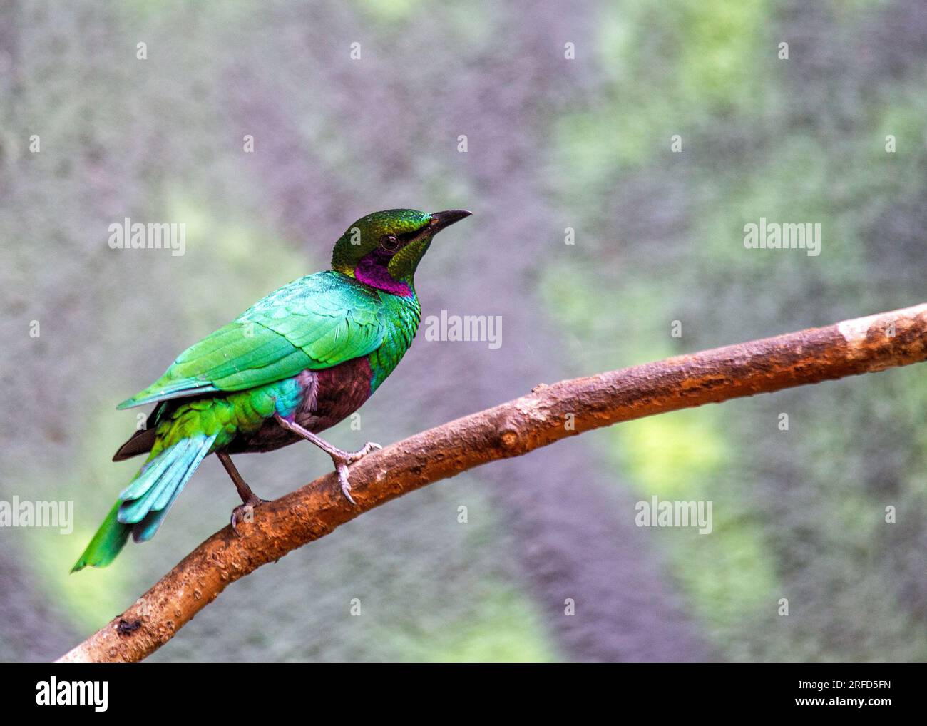 Meet the stunning Emerald Starling, Lamprotornis iris, native to the ...