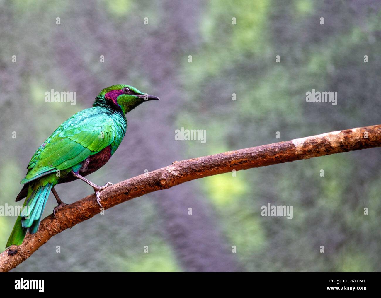 Meet the stunning Emerald Starling, Lamprotornis iris, native to the ...