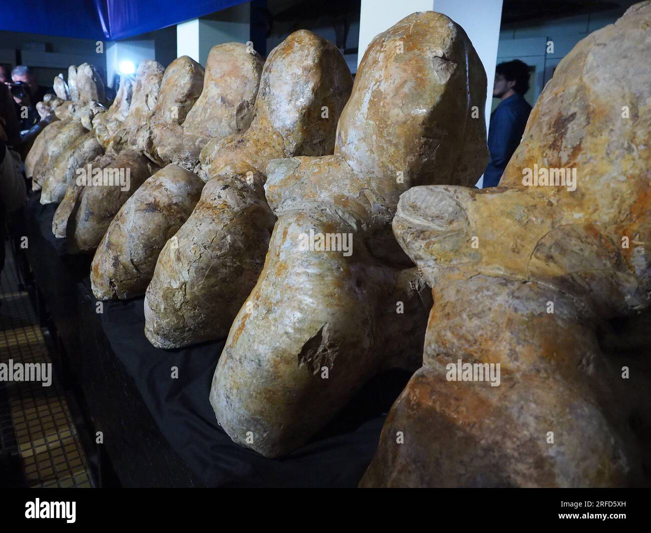 Lima, Peru. 02nd Aug, 2023. Fossilized vertebrae of the "Perucetus ...