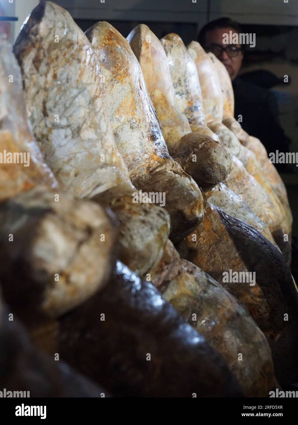 Lima, Peru. 02nd Aug, 2023. Fossilized vertebrae of the "Perucetus ...