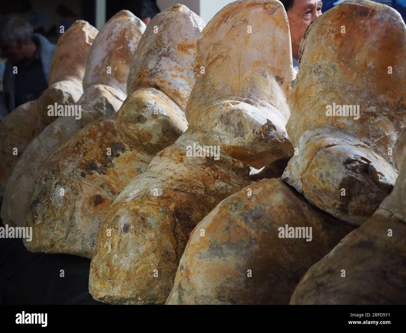 Perucetus colossus hi-res stock photography and images - Alamy