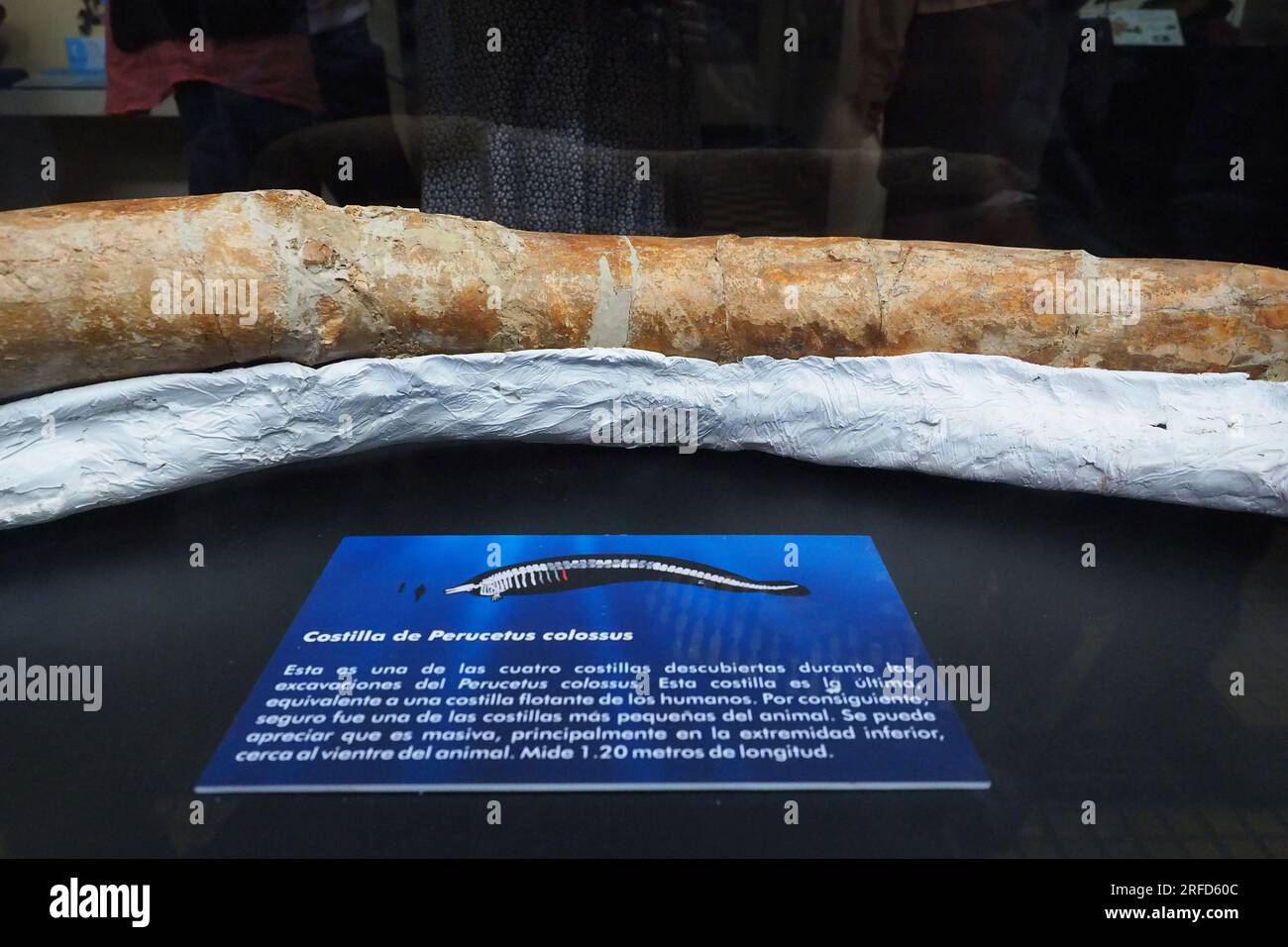 Lima, Peru. 02nd Aug, 2023. Fossilized rib of the "Perucetus Colossus ...