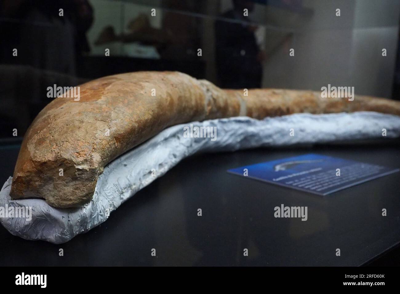 Perucetus colossus hi-res stock photography and images - Alamy