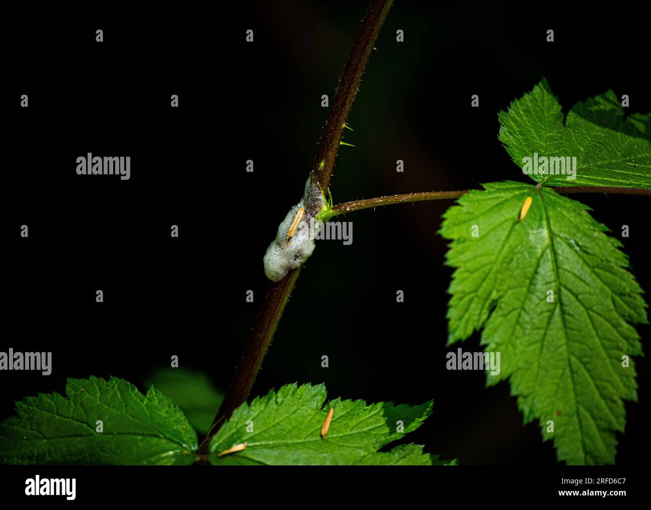A Froghopper nymph (Spittlebug) covered in bubbles Stock Photo - Alamy