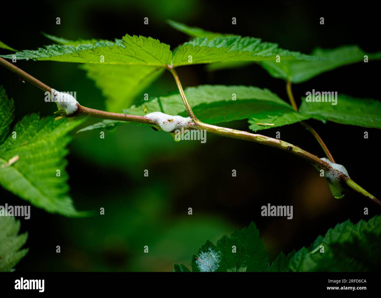 Froghopper nymphs (Spittlebugs) growing in their bubble shell on a ...