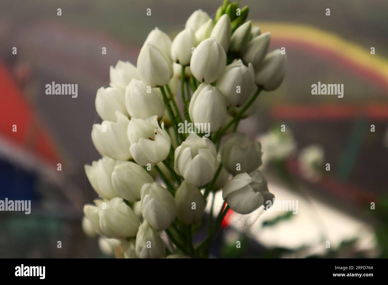 MOST BEAUTIFUL FLOWERS Stock Photo - Alamy