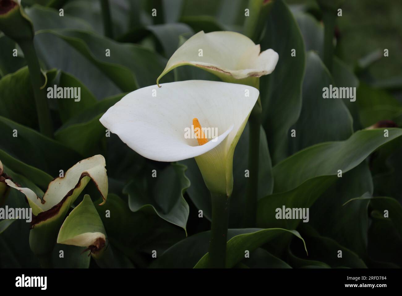 MOST BEAUTIFUL FLOWERS Stock Photo - Alamy