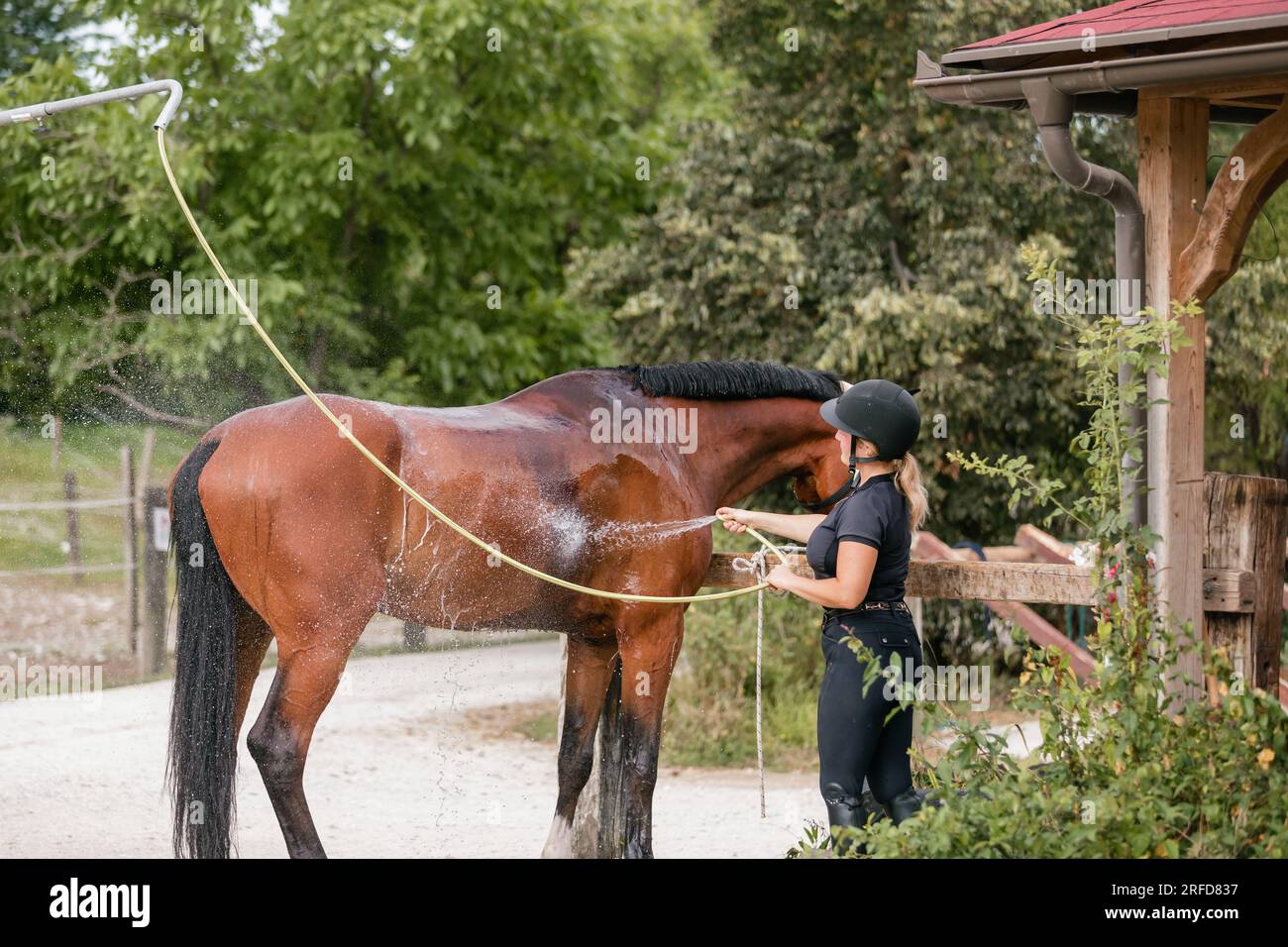 Young woman washing her horse on a farm after ride in summer Stock ...