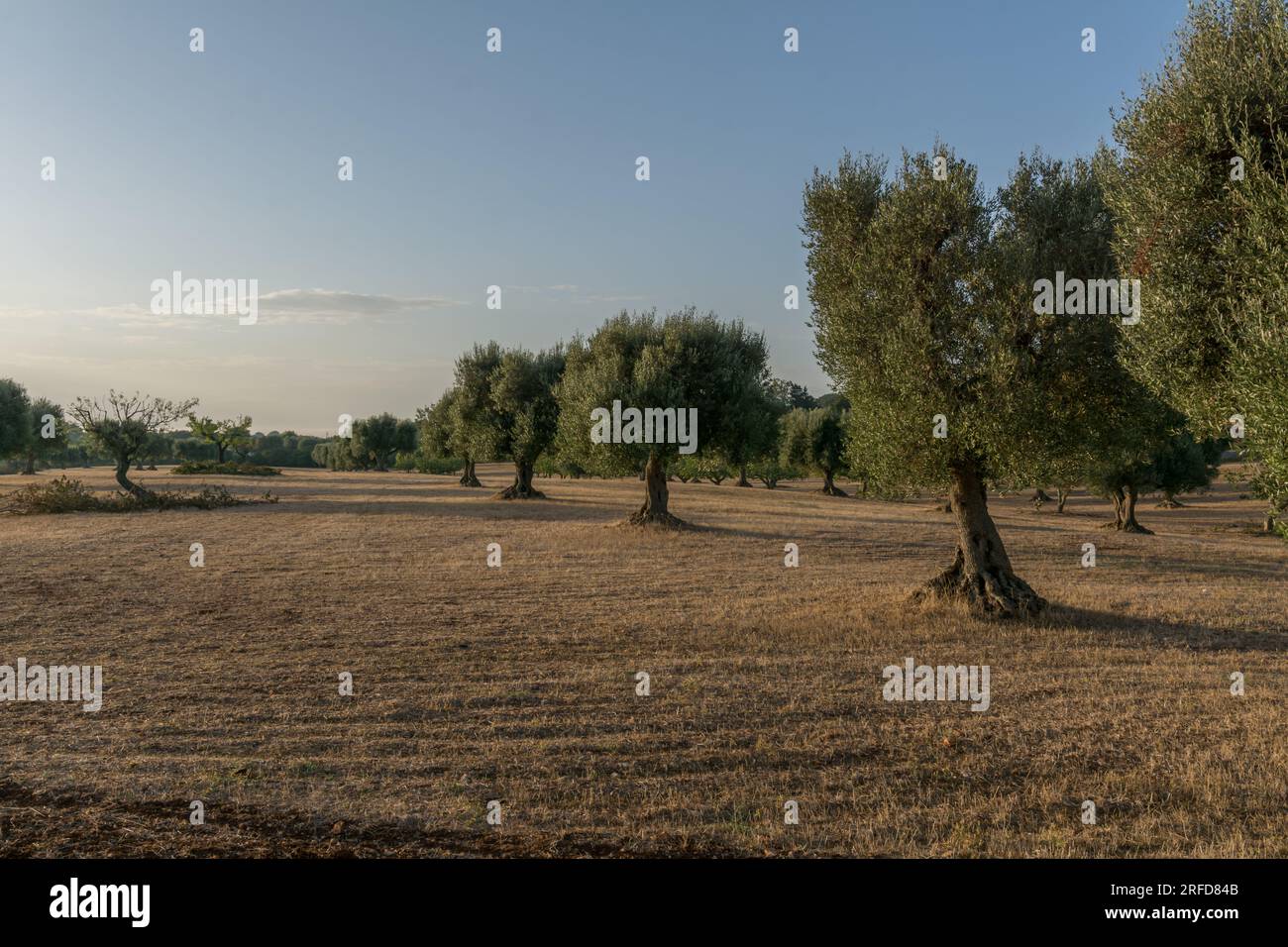 Puglia countryside landscape view hi-res stock photography and images ...