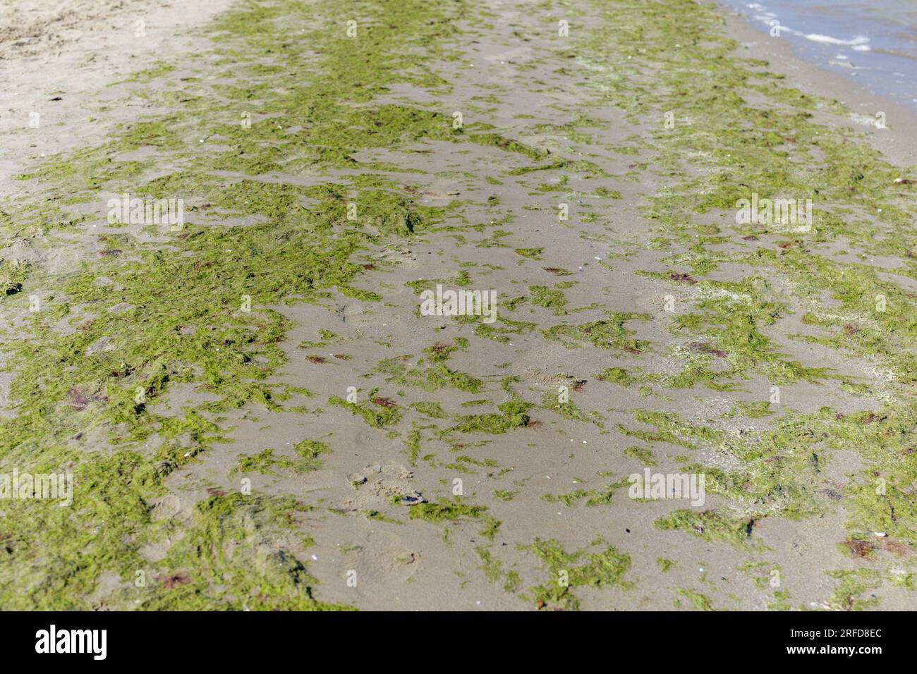 Algae on rocks hi-res stock photography and images - Alamy