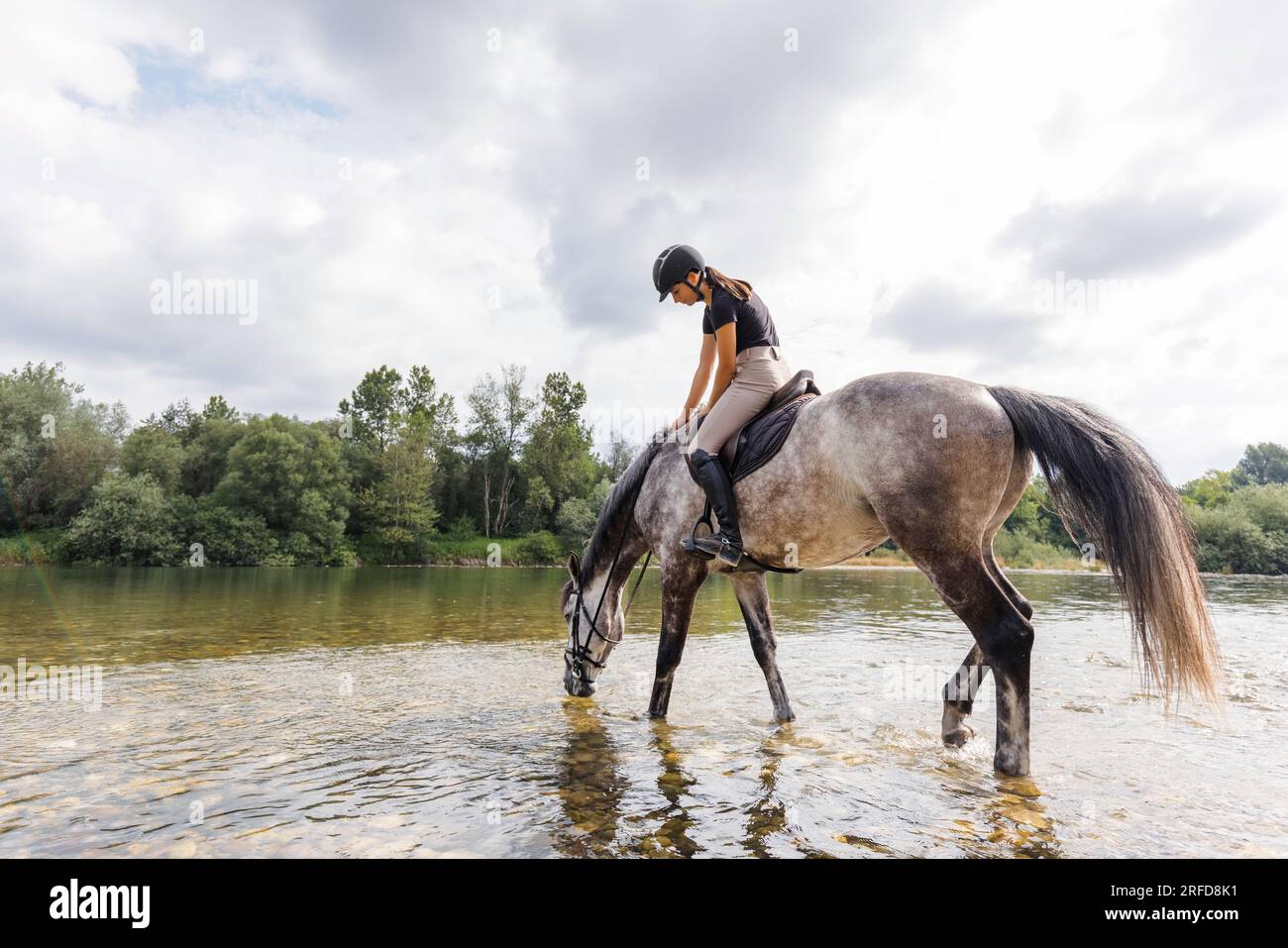Girl riding gray horse down the calm river water with forest greenery ...