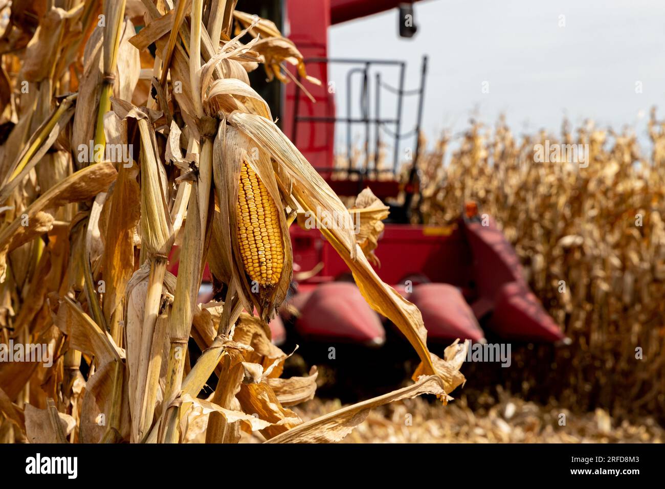 Cornfield in fall during corn harvest with combine harvester in ...