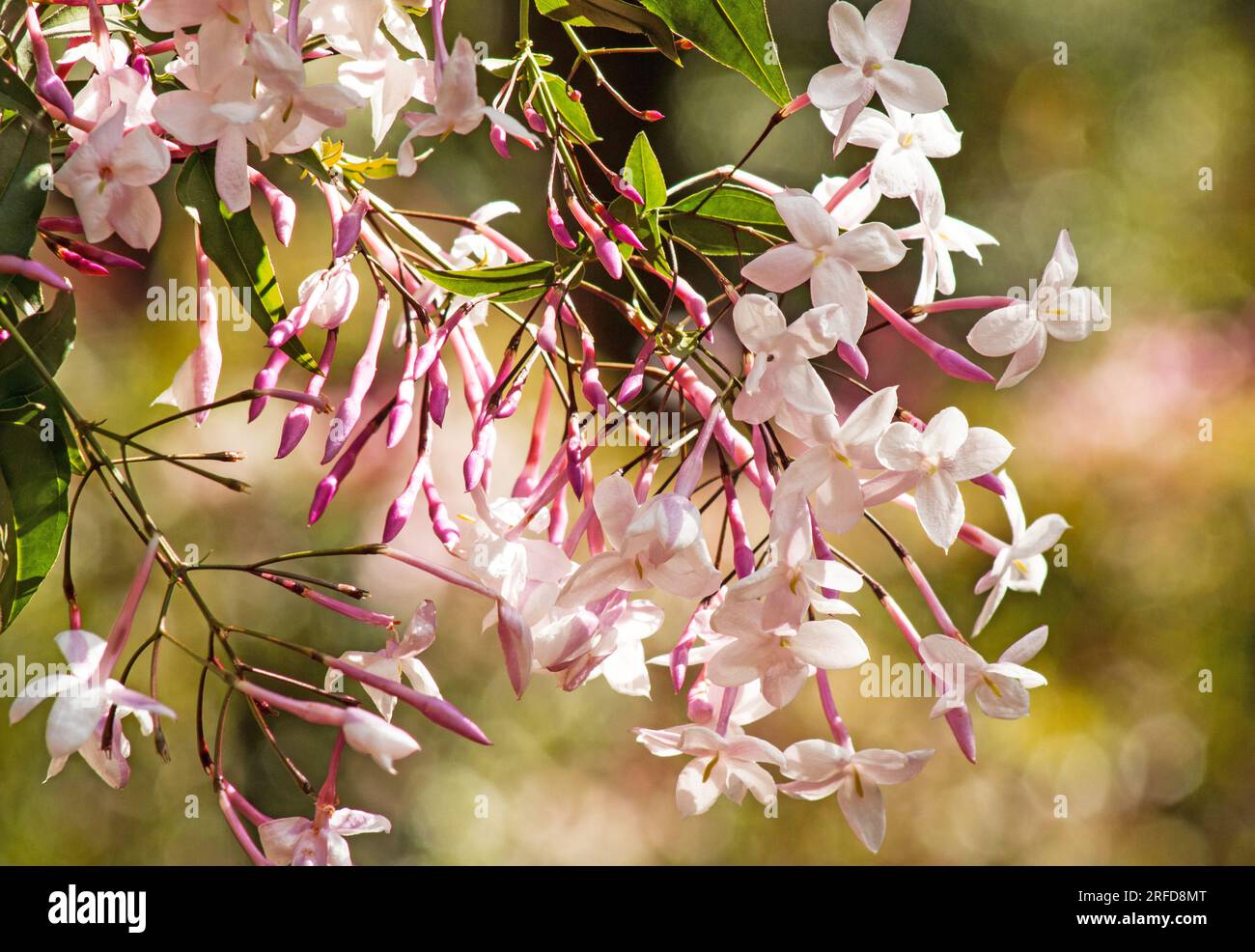 Jasminum polyanthum pink jasmine flowers hi-res stock photography and ...