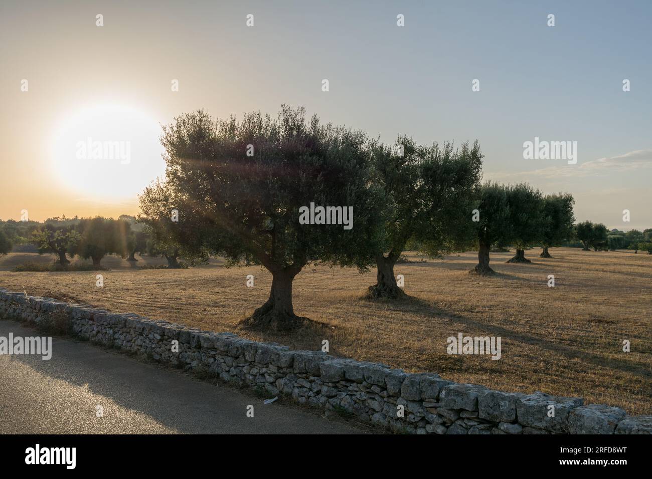 Olive groves in Puglia (Apulia), Italy Stock Photo - Alamy