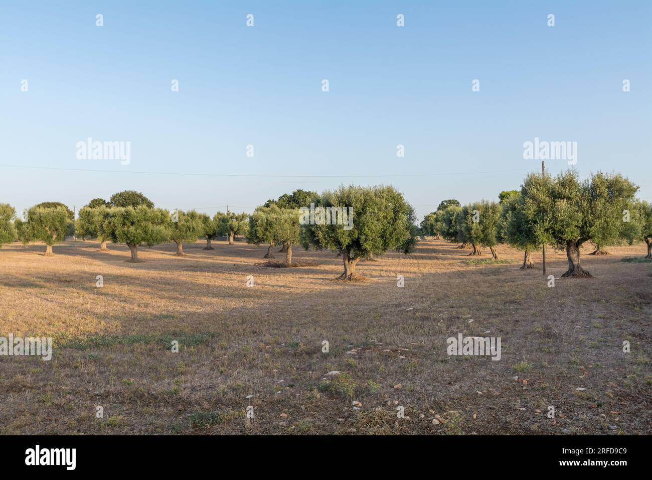 Olive groves in Puglia (Apulia), Italy Stock Photo - Alamy