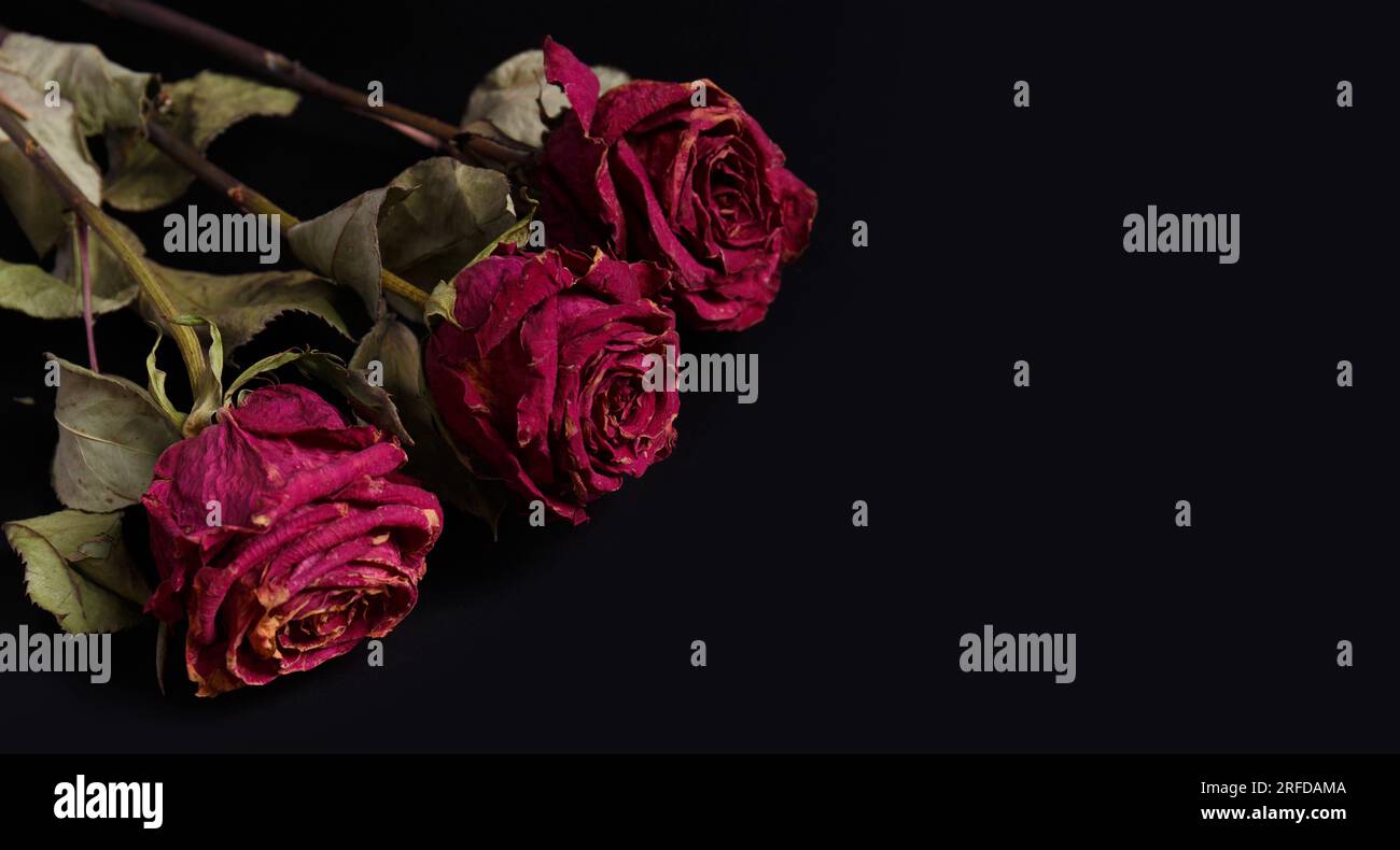 Dry pink roses on a black background. Three dead roses close up, copy ...