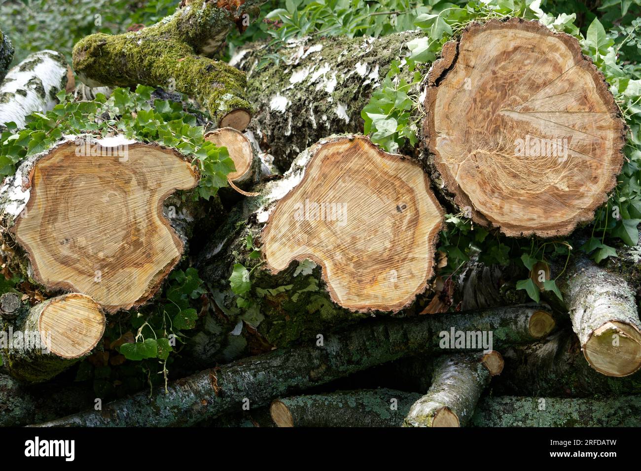 cross section with annual rings of tree trunks of a felled birch tree ...