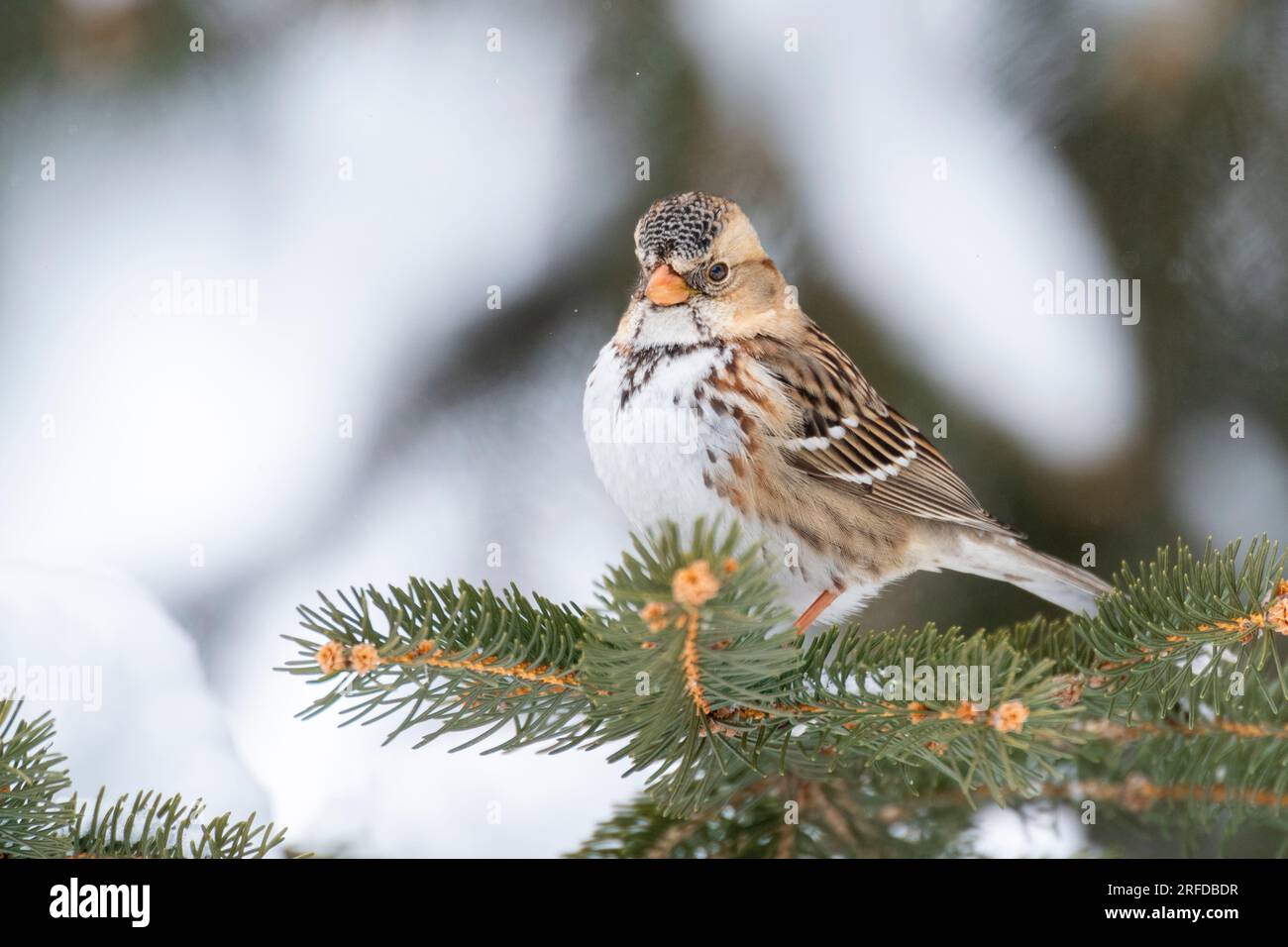 Harris's sparrow (Zonotrichia querula), Winter, Minnesota, USA, by ...
