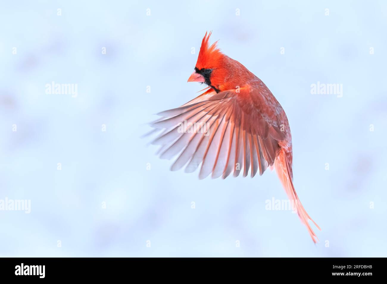 Male Northern Cardinal (Cardinalis cardinalis) in flight, Eastern North ...