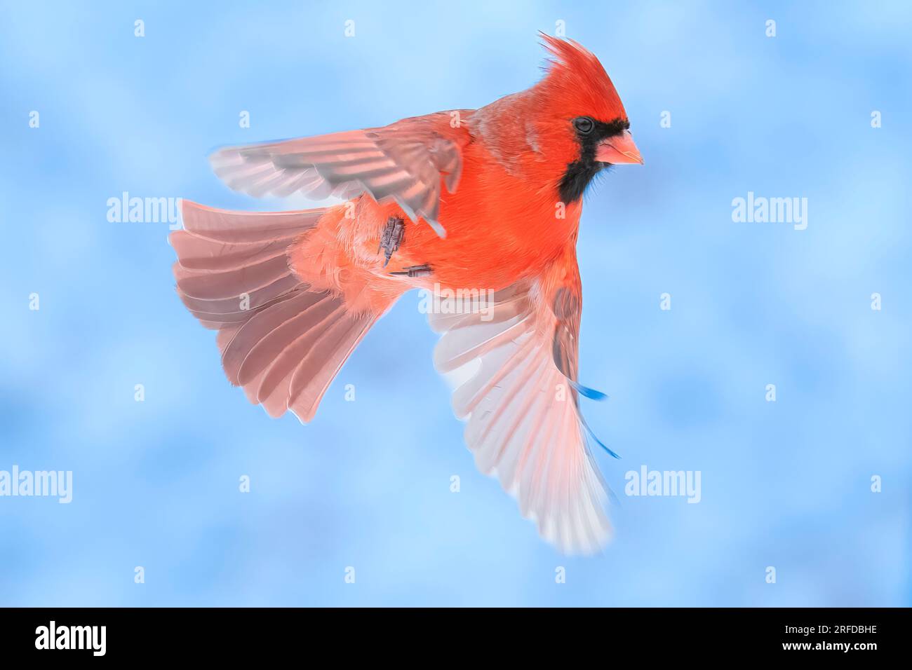 Male Northern Cardinal (Cardinalis cardinalis) in flight, Eastern North ...