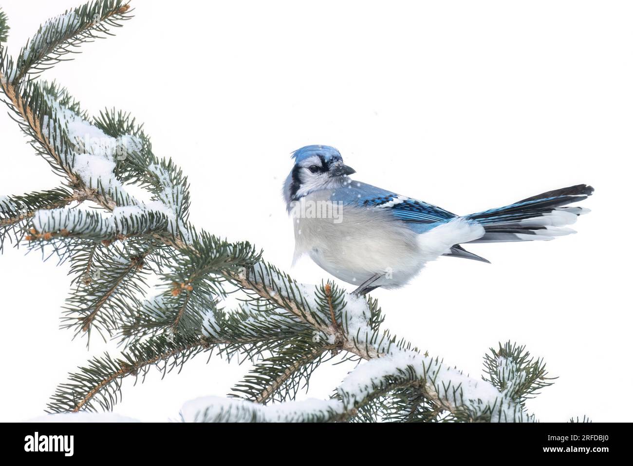 Eastern blue jay hi-res stock photography and images - Alamy