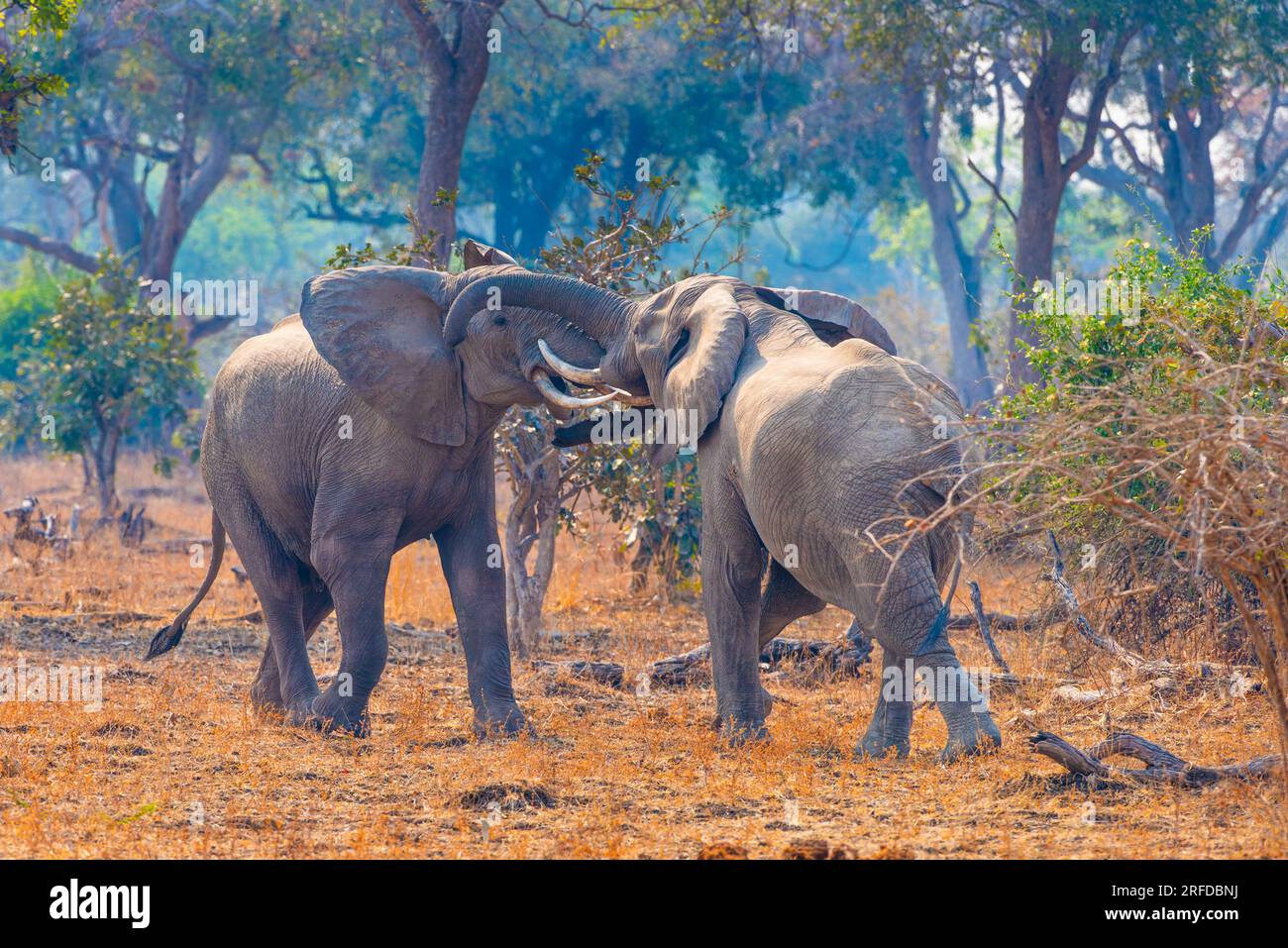 Old bull elephants fighting hi-res stock photography and images - Alamy