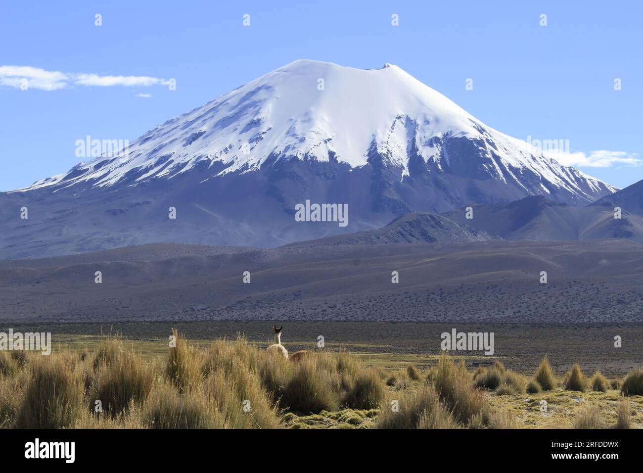 Parque Nacional Sajama Stock Photo - Alamy