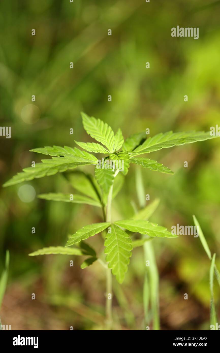 Farmer crop marijuana plant close hi-res stock photography and images ...