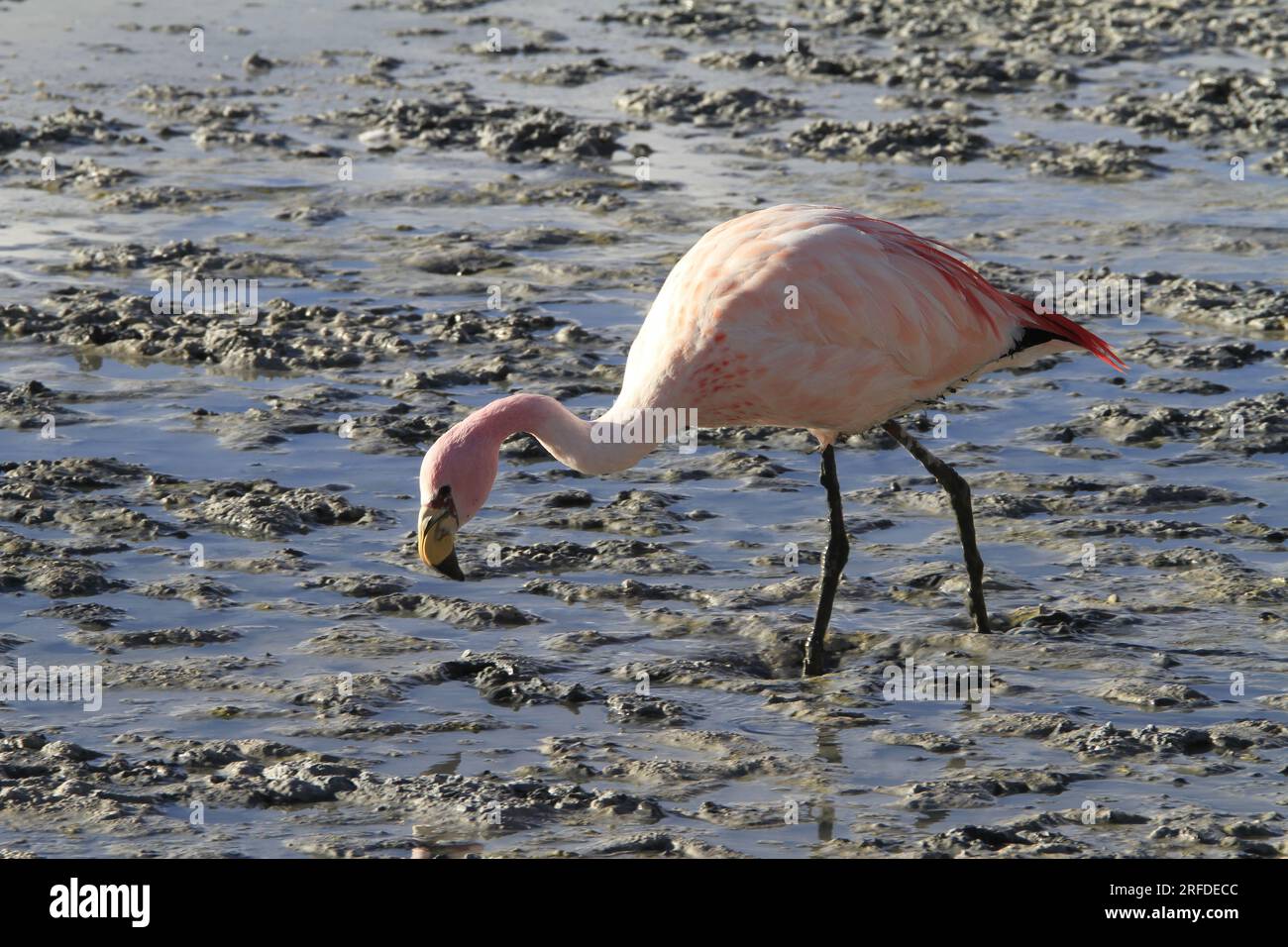 Eduardo Alveroa, Uyuni Bolivia Stock Photo - Alamy