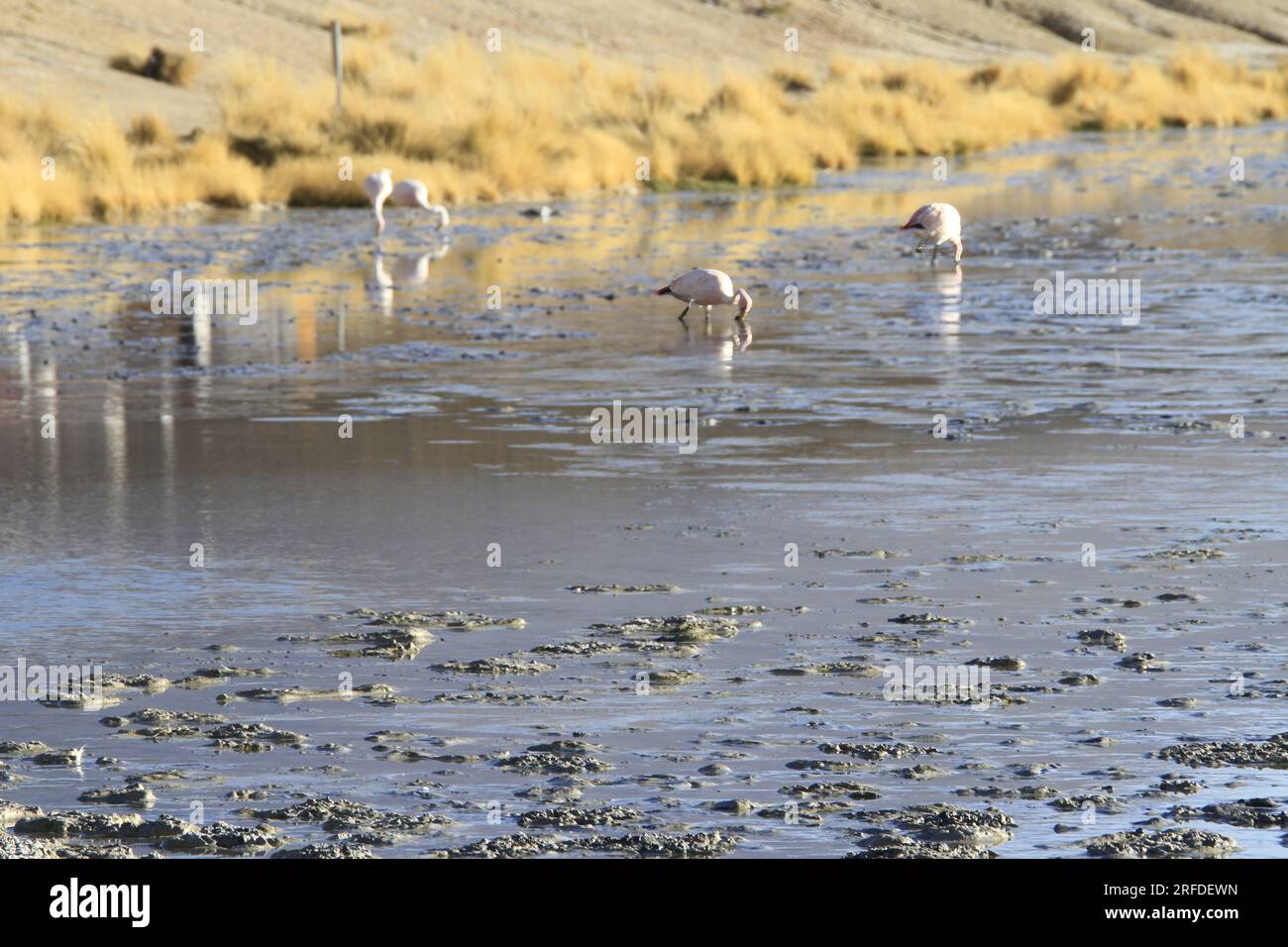 Eduardo Alveroa, Uyuni Bolivia Stock Photo - Alamy